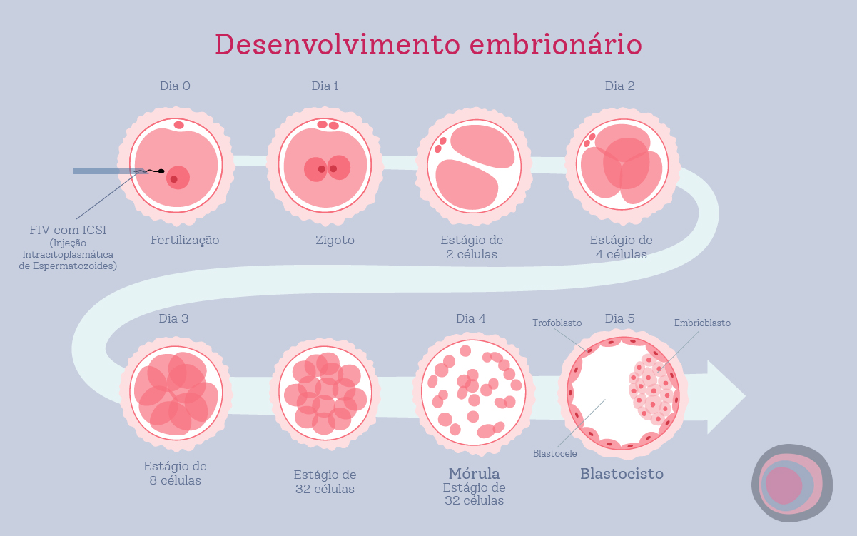 » Blastocisto e FIV: qual é a relação?